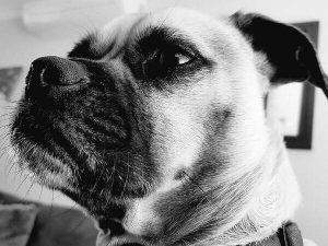 Jack Russell Pug Mix: Jug Dog Complete Guide - Dog Leash Pro