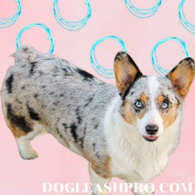 Merle Corgi: Complete Guide - Dog Leash Pro