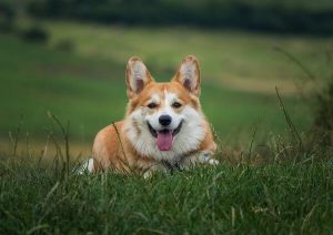 French Bulldog Corgi Mix: Complete Guide - Dog Leash Pro