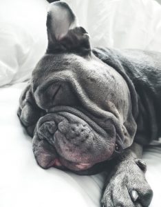 Blue American Bulldog: Complete Guide - Dog Leash Pro