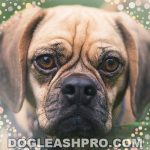 Golden Retriever Pug Mix: Complete Guide - Dog Leash Pro