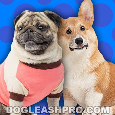 Corgi Pug Mix: Complete Guide - Dog Leash Pro