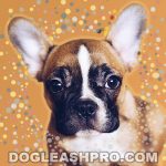 Boxer French Bulldog Mix: Complete Guide - Dog Leash Pro