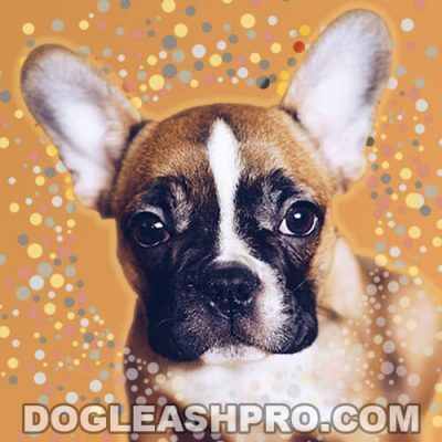 Boxer French Bulldog Mix: Complete Guide - Dog Leash Pro