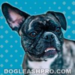 French Bulldog Pug Mix: Frug Complete Guide - Dog Leash Pro