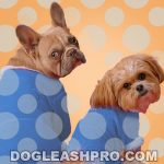 French Bulldog Yorkie Mix: Complete Guide - Dog Leash Pro