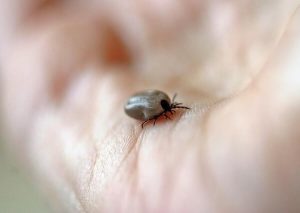 Dried Dead Tick On Dog: How To Remove & What To Do - Dog Leash Pro