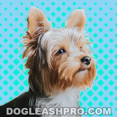 Pug Yorkie Mix: Pugshire Complete Guide - Dog Leash Pro