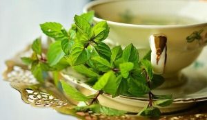 Can Dogs Eat Peppermint? - Dog Leash Pro