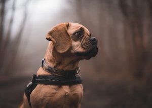 Pug Boxer Mix: Complete Guide - Dog Leash Pro