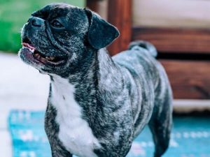 French Bulldog Pug Mix: Frug Complete Guide - Dog Leash Pro