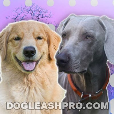 Great Dane Golden Retriever Mix: Complete Guide - Dog Leash Pro