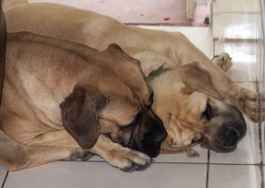 Boxer Great Dane Mix: Boxane Complete Guide - Dog Leash Pro