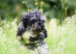 Shiba Inu Poodle Mix: Poo Shi Complete Guide - Dog Leash Pro