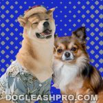 Shiba Inu Lab Mix: Complete Guide - Dog Leash Pro