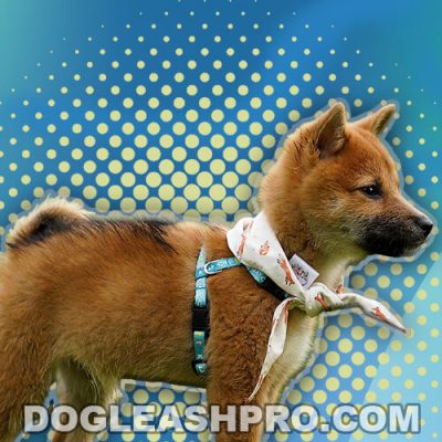 Shiba Inu Lab Mix: Complete Guide - Dog Leash Pro