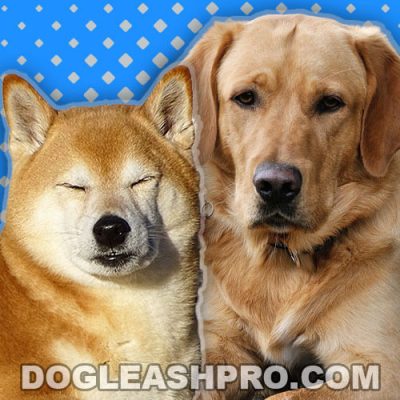 Shiba Inu Poodle Mix: Poo Shi Complete Guide - Dog Leash Pro