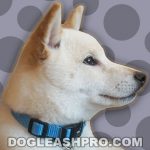 Shiba Inu Lab Mix: Complete Guide - Dog Leash Pro