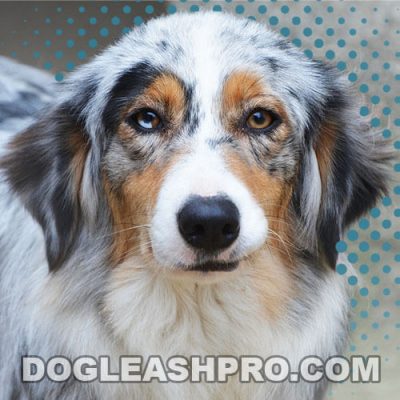 Rottweiler Aussie Mix: Complete Guide - Dog Leash Pro