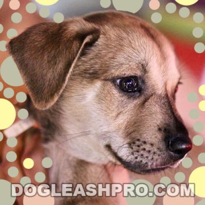Chihuahua Lab Mix: Complete Guide - Dog Leash Pro