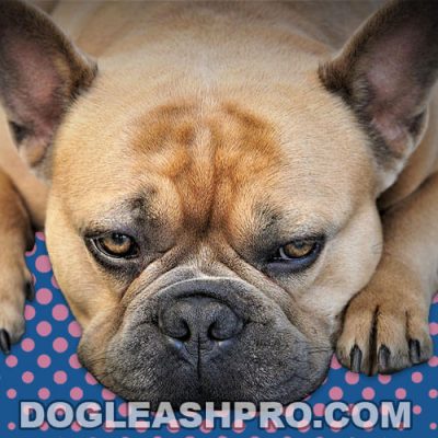 French Bulldog Poodle Mix: French Boodle Complete Guide - Dog Leash Pro