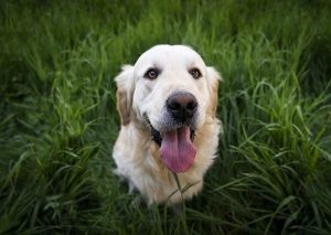 Great Dane Golden Retriever Mix: Complete Guide - Dog Leash Pro