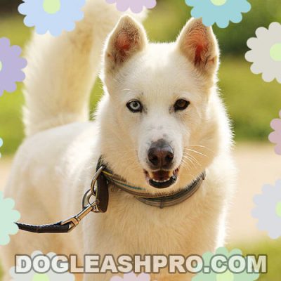 All White Husky: Complete Guide - Dog Leash Pro
