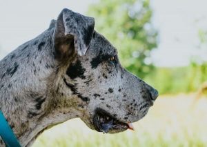 Merle Great Dane: Complete Guide - Dog Leash Pro