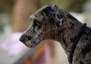 Merle Great Dane: Complete Guide - Dog Leash Pro