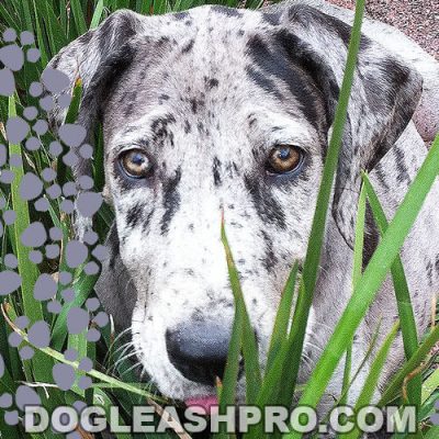 Chihuahua Great Dane Mix: Chi Dane Dane Complete Guide - Dog Leash Pro