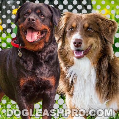Rottweiler Aussie Mix: Complete Guide - Dog Leash Pro