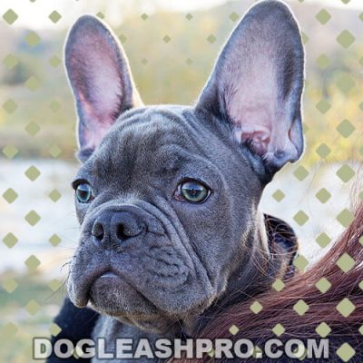 Isabella French Bulldog: Isabella Frenchie Complete Guide - Dog Leash Pro