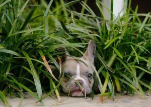 Micro French Bulldog: Complete Guide - Dog Leash Pro