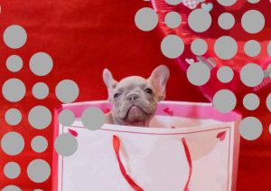 Micro French Bulldog: Complete Guide - Dog Leash Pro