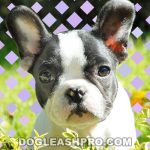 Isabella French Bulldog: Isabella Frenchie Complete Guide - Dog Leash Pro