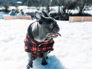 Blue Frenchie: Complete Guide - Dog Leash Pro