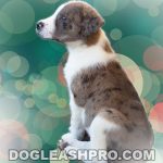 Great Pyrenees Pitbull Mix: Complete Guide - Dog Leash Pro