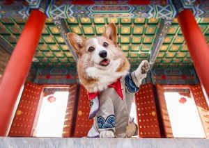 Corgi Yorkie Mix: Complete Guide - Dog Leash Pro