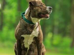 Great Pyrenees Pitbull Mix: Complete Guide - Dog Leash Pro