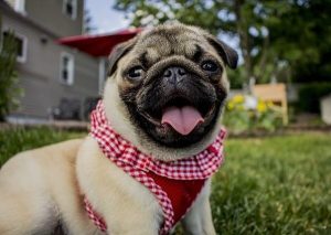 Pug Rottweiler Mix: Complete Guide - Dog Leash Pro