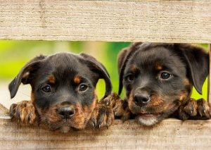 Rottweiler Husky Mix: Rottsky Complete Guide - Dog Leash Pro