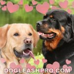 Border Collie Rottweiler Mix: Complete Guide - Dog Leash Pro