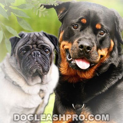 Rottweiler Lab Mix: Complete Guide - Dog Leash Pro