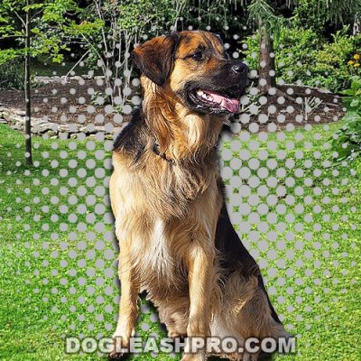 Border Collie Golden Retriever Mix: Complete Guide - Dog Leash Pro