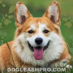 Do Corgis Shed? 15 Tips to Manage Corgi Shedding! - Dog Leash Pro