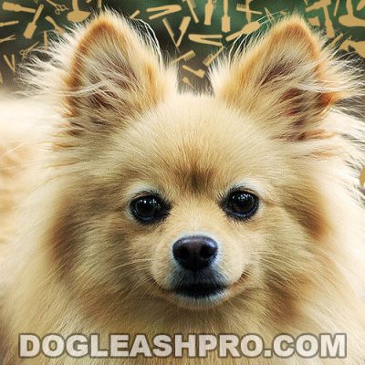 Lavender Pomeranian: Complete Guide - Dog Leash Pro