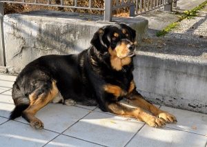 Do Rottweilers Shed? 15 Tips To Manage Rottweiler Shedding That Works ...