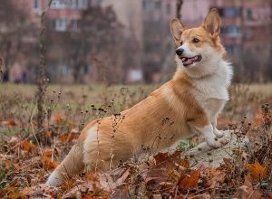 Fluffy Corgi: Complete Guide - Dog Leash Pro