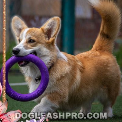 Sable Corgi: Complete Guide - Dog Leash Pro