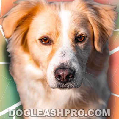 Border Collie Golden Retriever Mix: Complete Guide - Dog Leash Pro